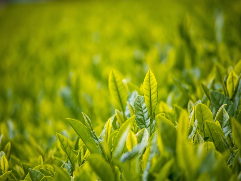 Fuchimyo Green Tea | Brand Certified Products | Nishi-Awa Tourism Area