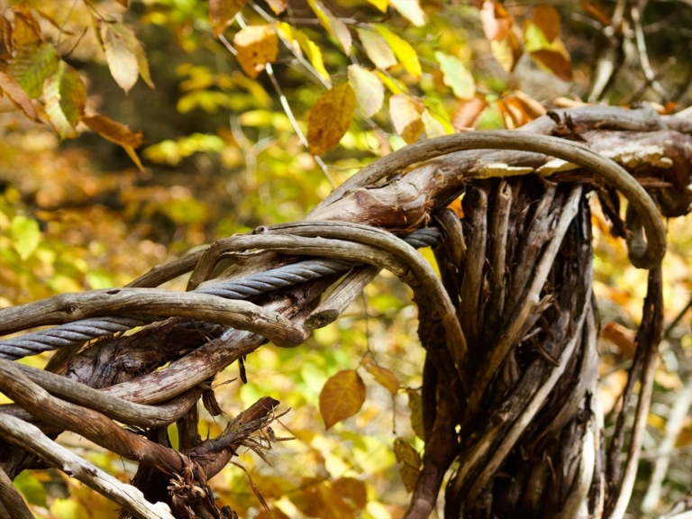 Oku-Iya Double Vine Bridges | Columns | Nishi-Awa Tourism Area