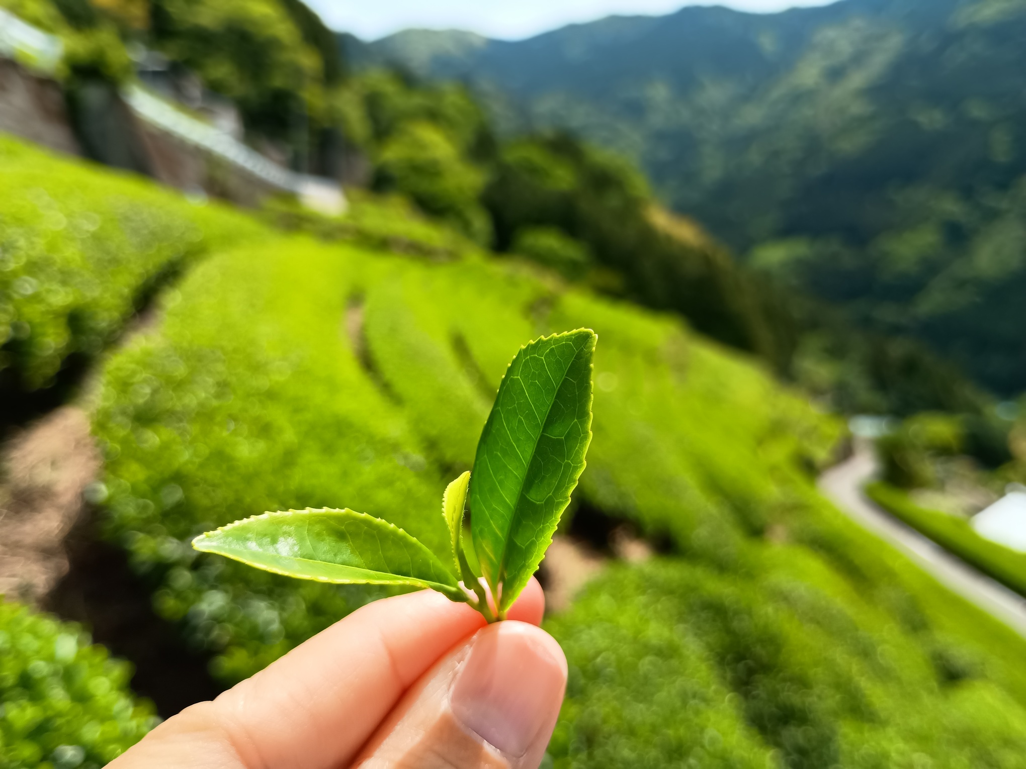 Tea Picking Experience in Aruse Village 🍵 | Columns | Nishi-Awa Tourism ...