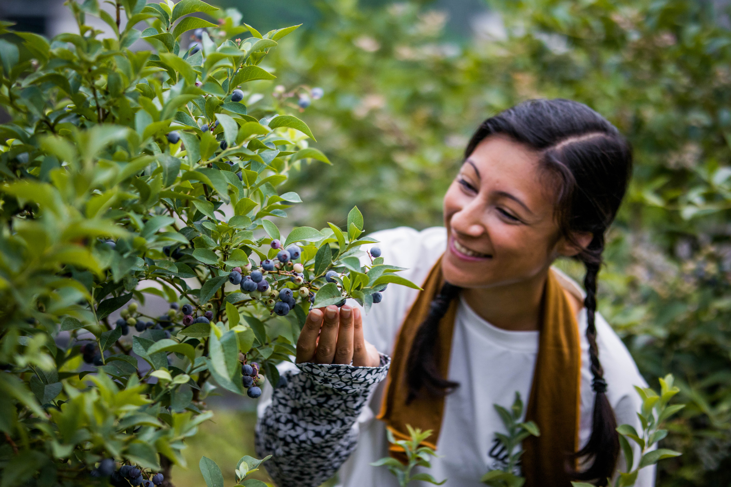Cool & Peaceful Morning Blueberry Picking | Activity Reservation ...
